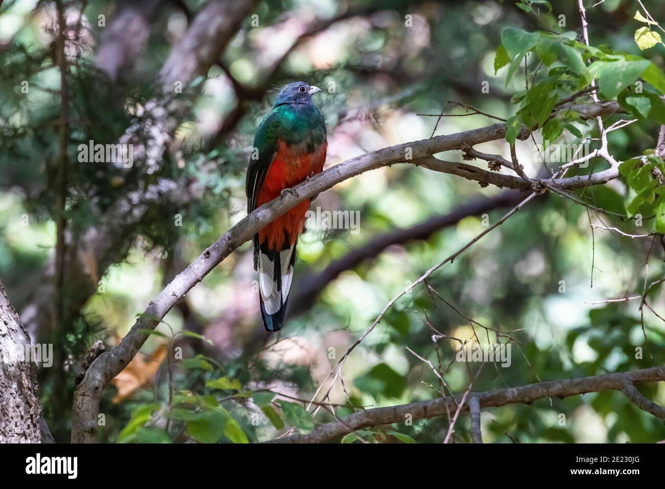 Eared Quetzal, Euptilotis neoxenus, a Mexican vagrant bird, in Cave ...