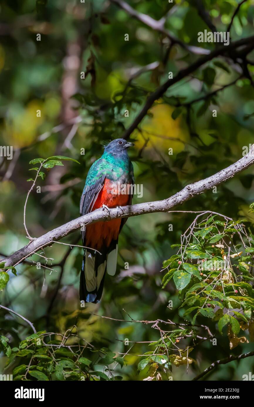Eared Quetzal, Euptilotis neoxenus, a Mexican vagrant bird, in Cave ...