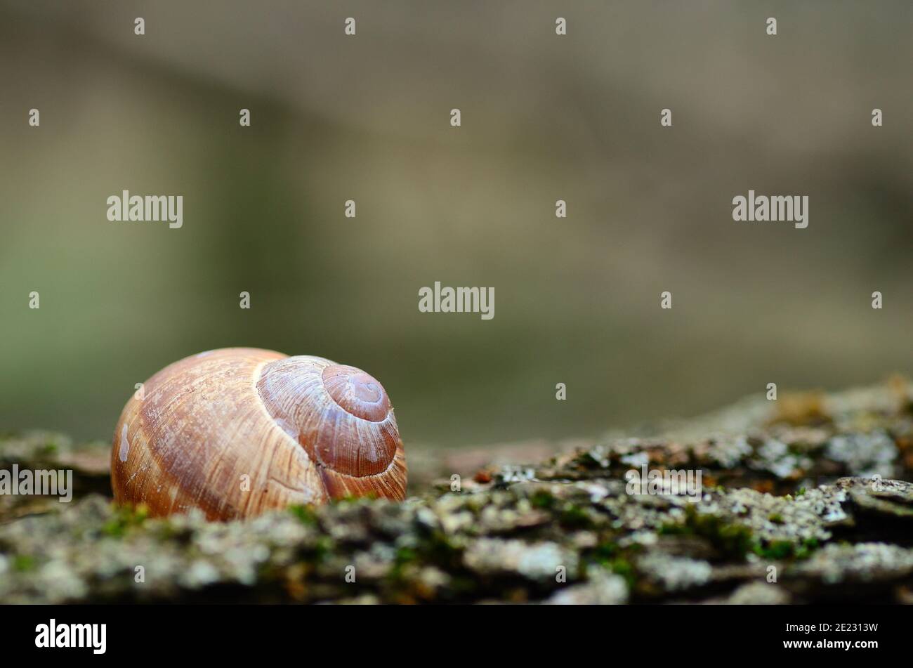 small snail housing on a tree bark in the forest Stock Photo - Alamy
