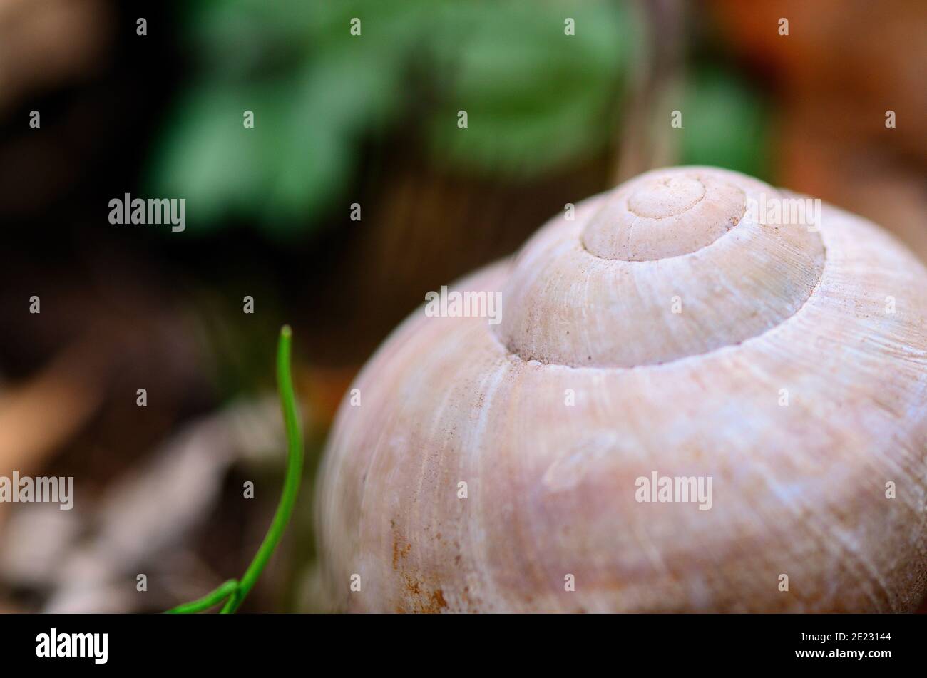 snail housing large view in the forest Stock Photo - Alamy