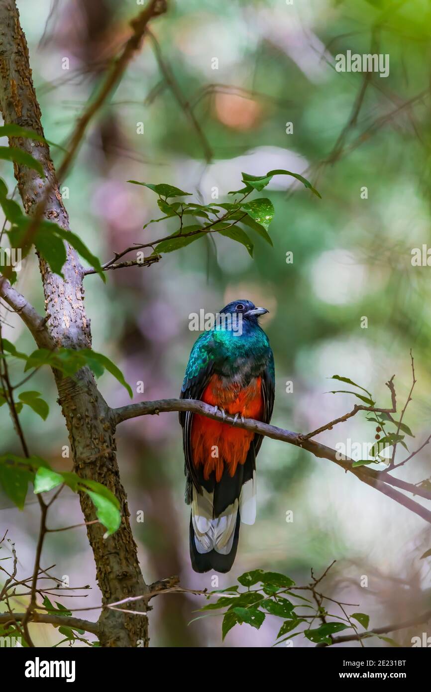 Eared Quetzal, Euptilotis neoxenus, a Mexican vagrant bird, in Cave ...