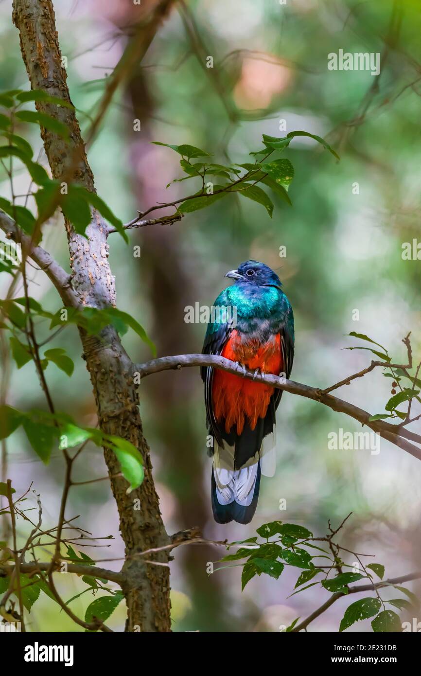 Eared quetzal hi-res stock photography and images - Alamy