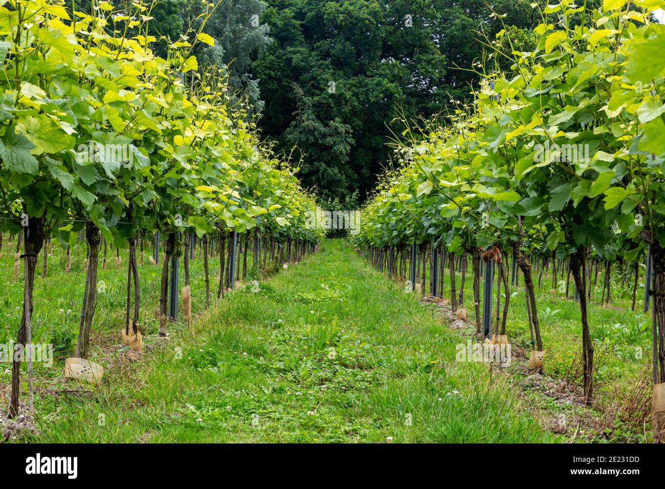 Rows of Vines in a Surrey Vineyard Stock Photo - Alamy