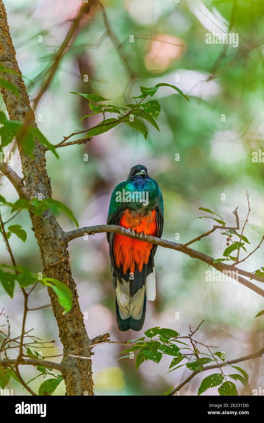 Eared Quetzal, Euptilotis neoxenus, a Mexican vagrant bird, in Cave ...