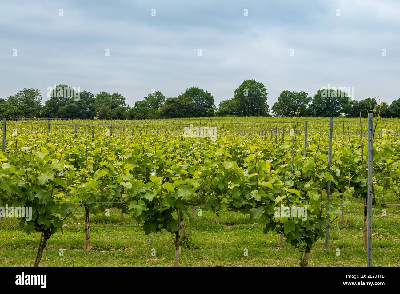 Rows of Vines in a Surrey Vineyard on a Summers Day Stock Photo - Alamy