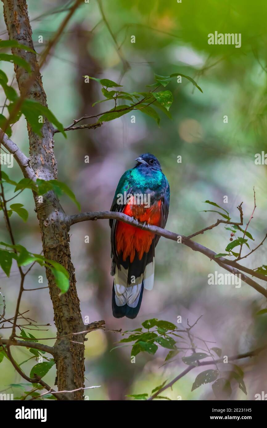 Eared Quetzal, Euptilotis neoxenus, a Mexican vagrant bird, in Cave ...