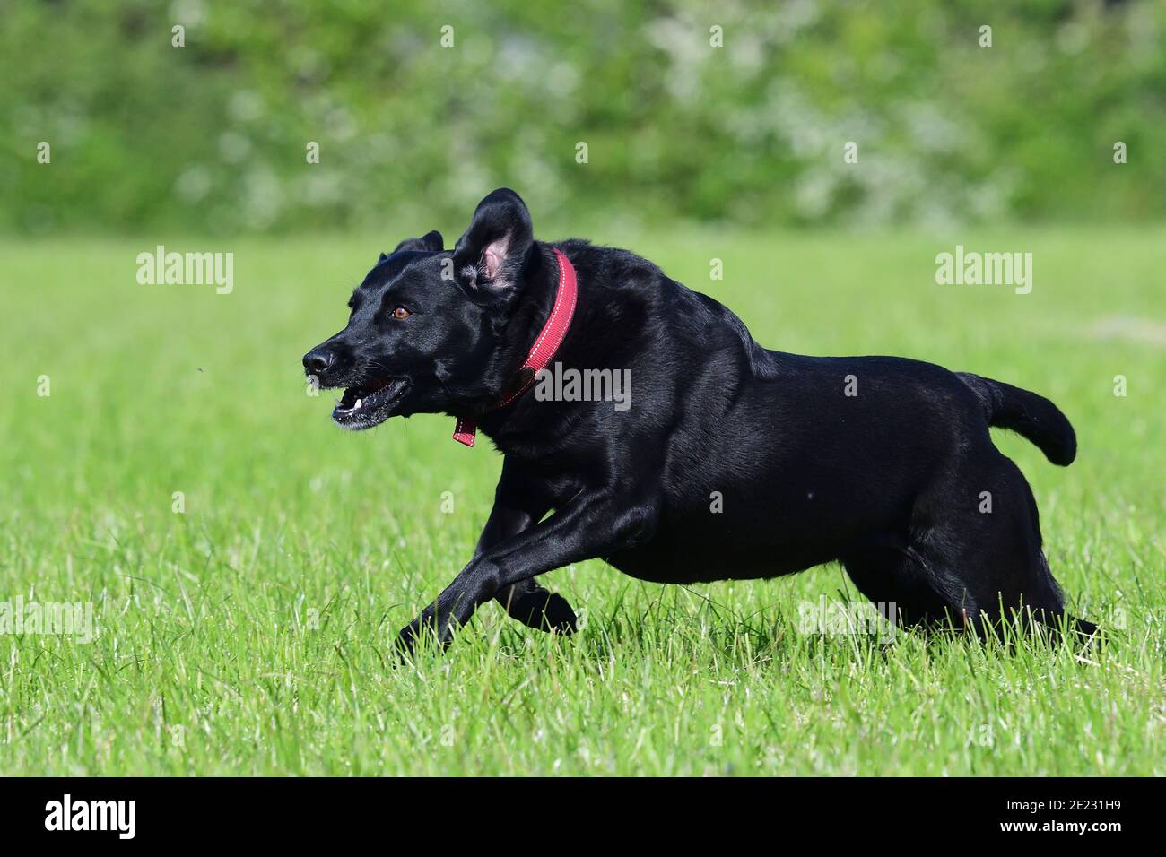 Young labrador running side view hi-res stock photography and images ...