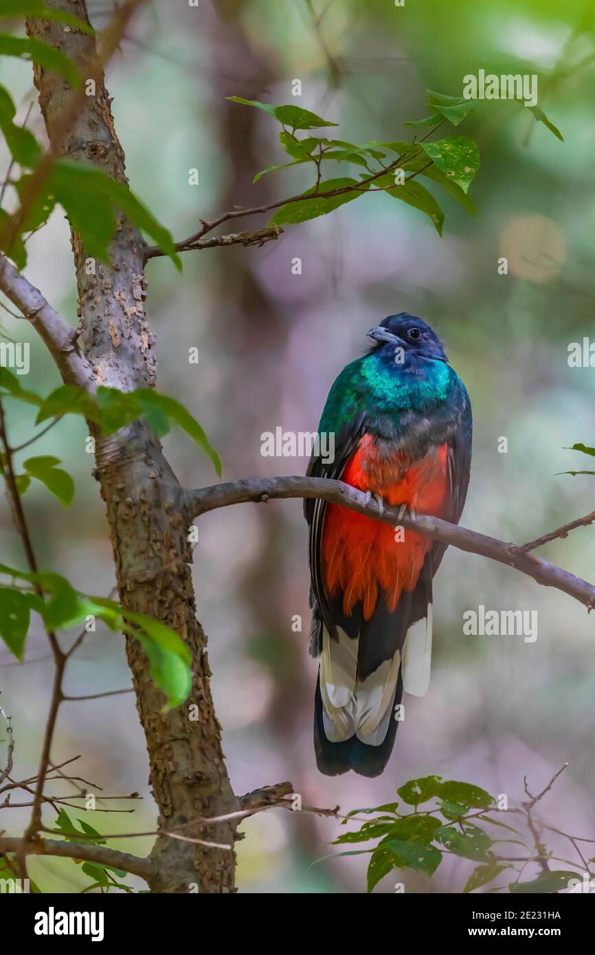 Eared quetzal hi-res stock photography and images - Alamy