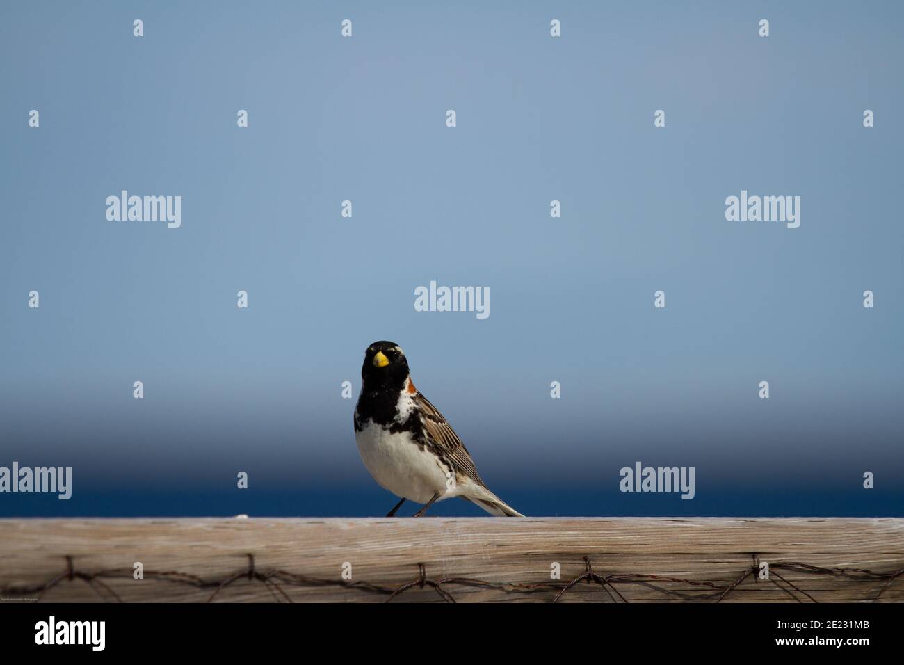 Lapland bird hi-res stock photography and images - Alamy