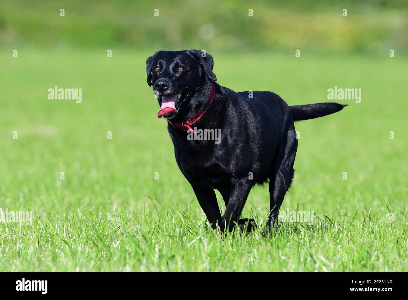 Action shot of a young black Labrador running through a field Stock ...