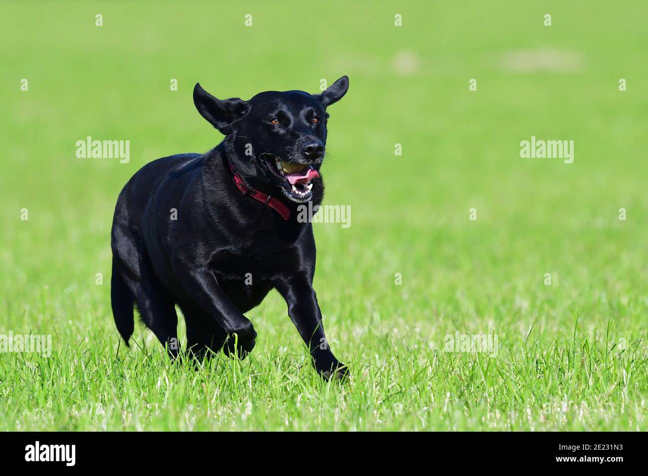 Action shot of a young black Labrador running through a field Stock ...