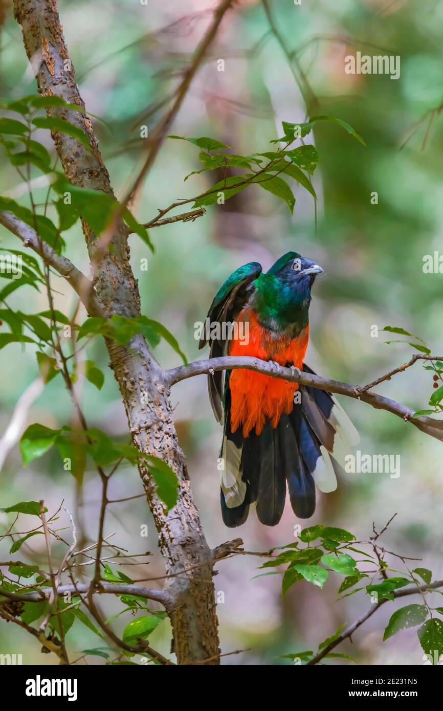 Eared Quetzal, Euptilotis neoxenus, a Mexican vagrant bird, in Cave ...