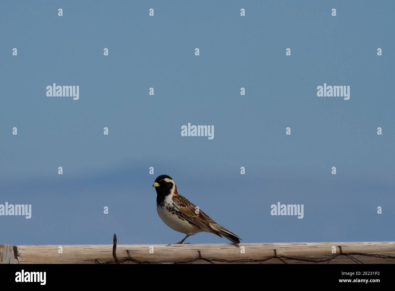 Lapland bird hi-res stock photography and images - Alamy