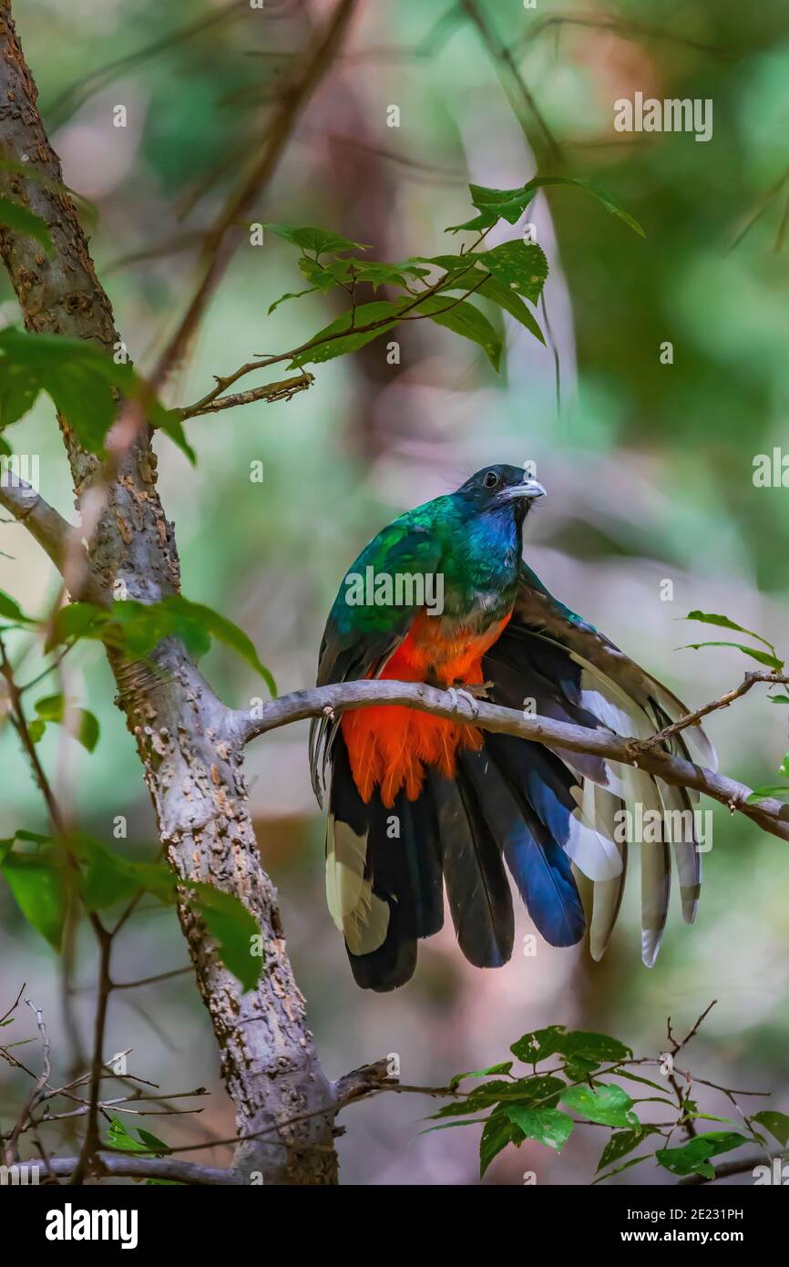 Eared Quetzal, Euptilotis neoxenus, a Mexican vagrant bird, in Cave ...