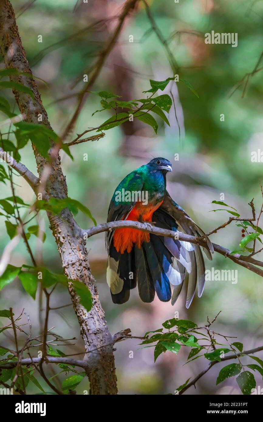 Eared quetzal hi-res stock photography and images - Alamy