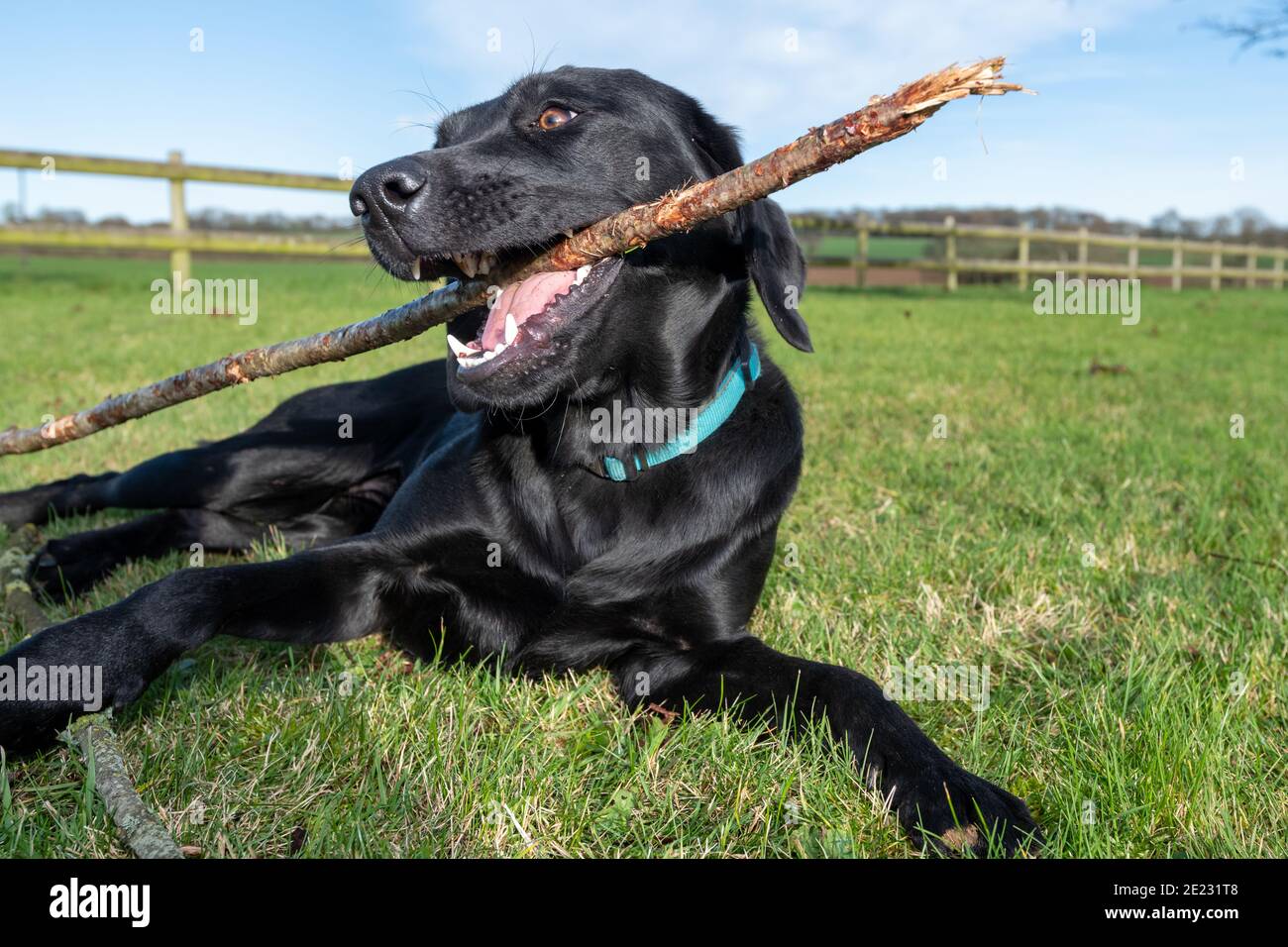 Portrait of a young pedigree black Labrador chewing a stick Stock Photo ...