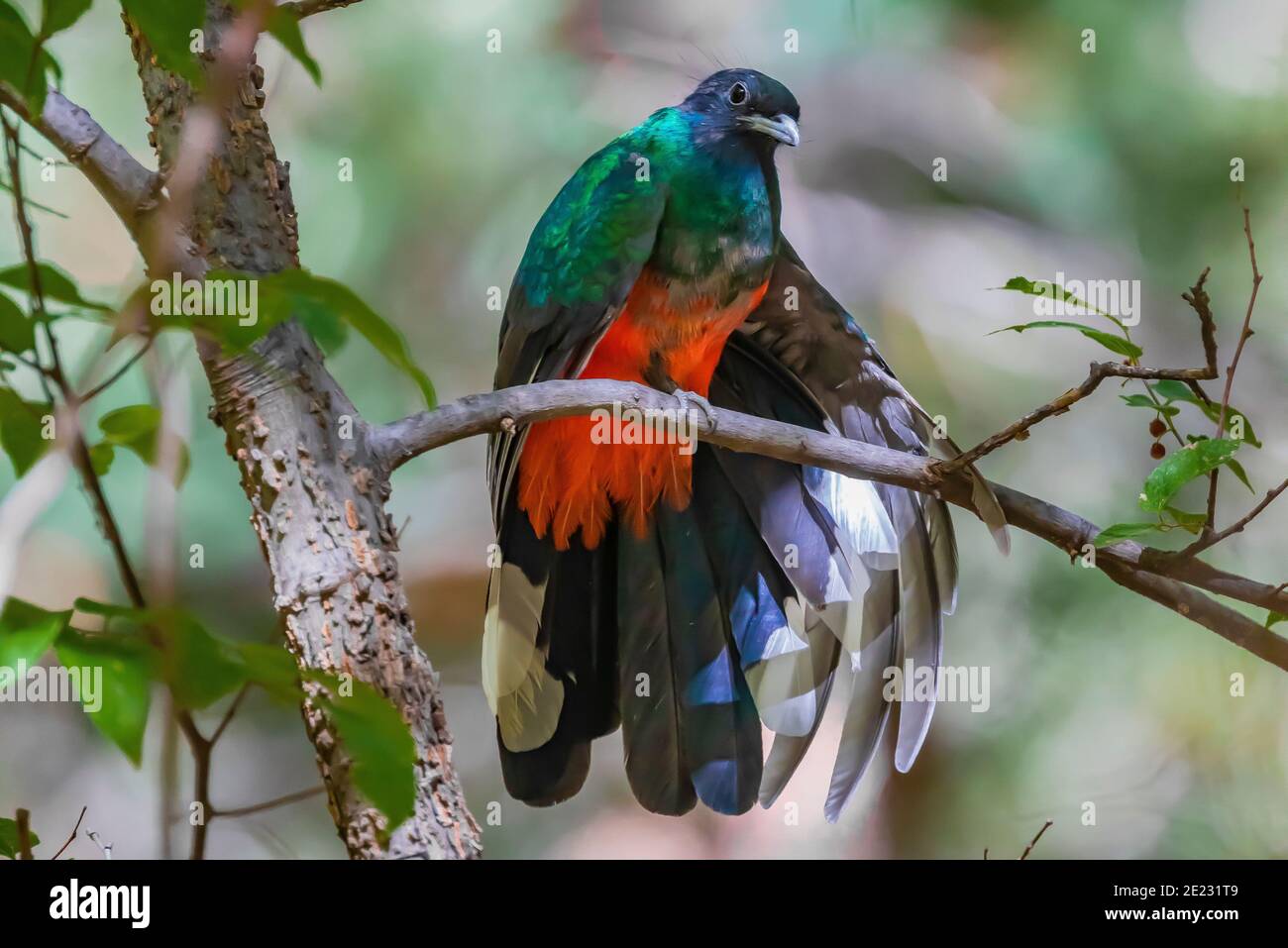 Eared Quetzal, Euptilotis neoxenus, a Mexican vagrant bird, in Cave ...
