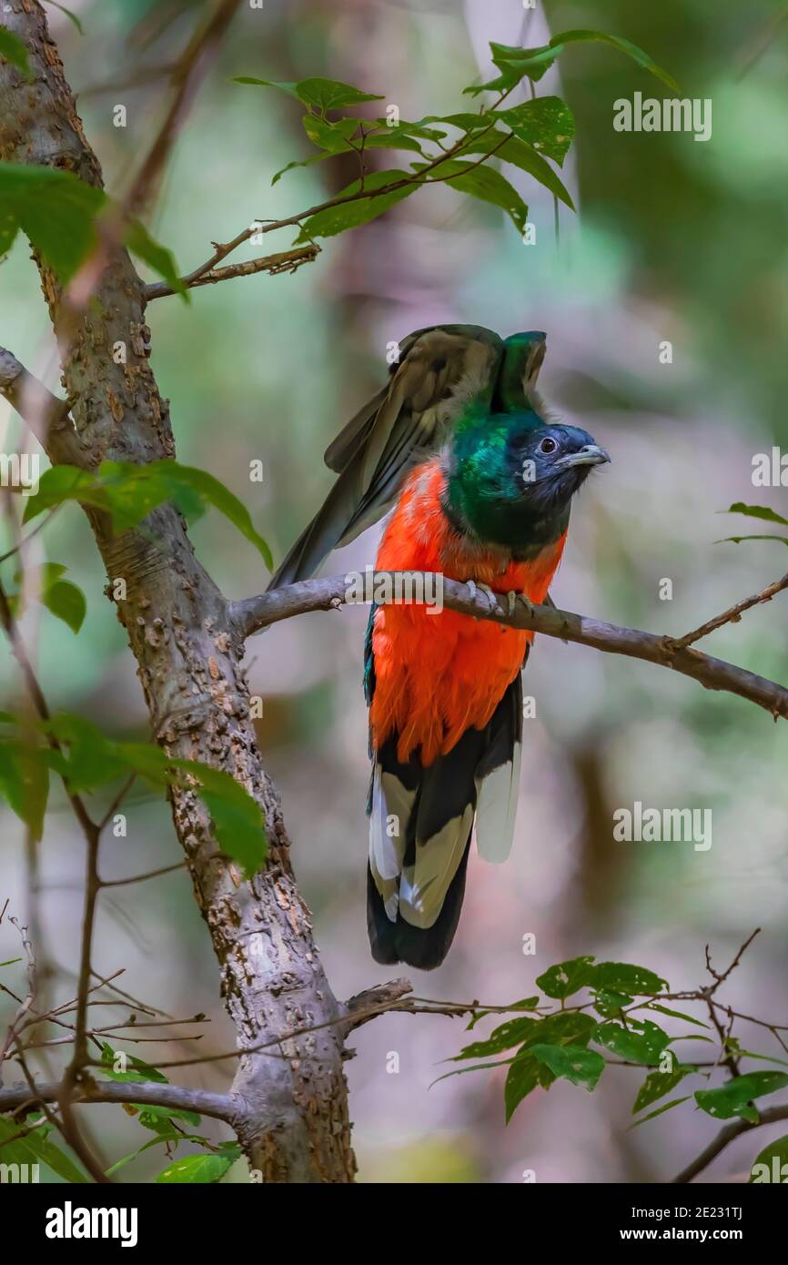 Eared Quetzal, Euptilotis neoxenus, a Mexican vagrant bird, in Cave ...