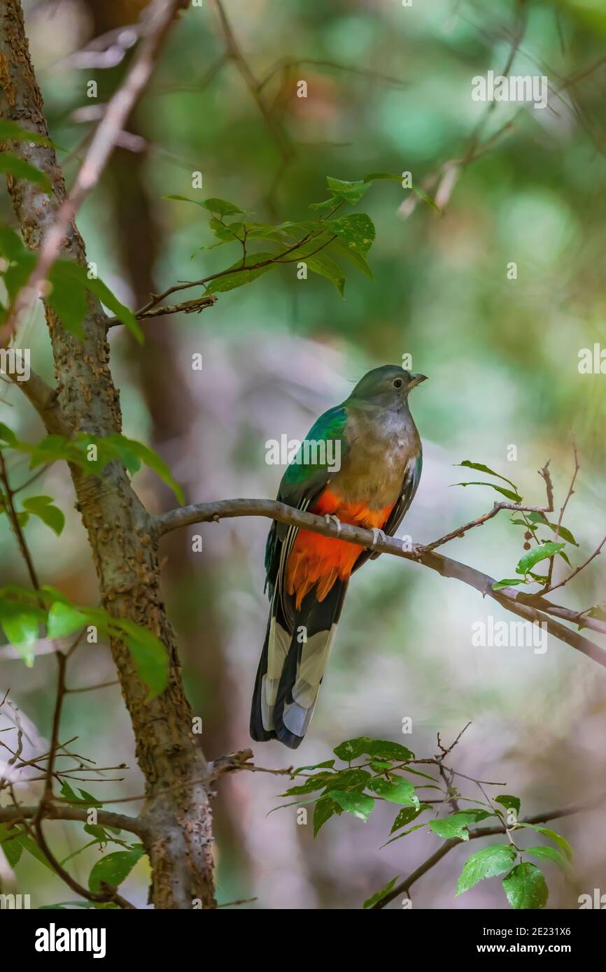 Eared Quetzal, Euptilotis neoxenus, a Mexican vagrant bird, in Cave ...