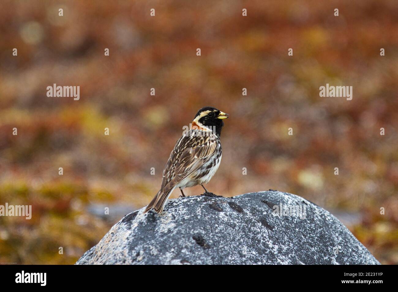 Lapland bird hi-res stock photography and images - Alamy