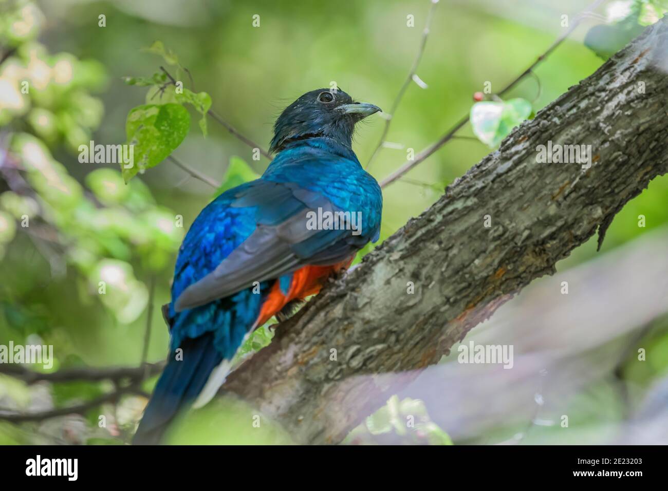 Eared Quetzal, Euptilotis neoxenus, a Mexican vagrant bird, in Cave ...