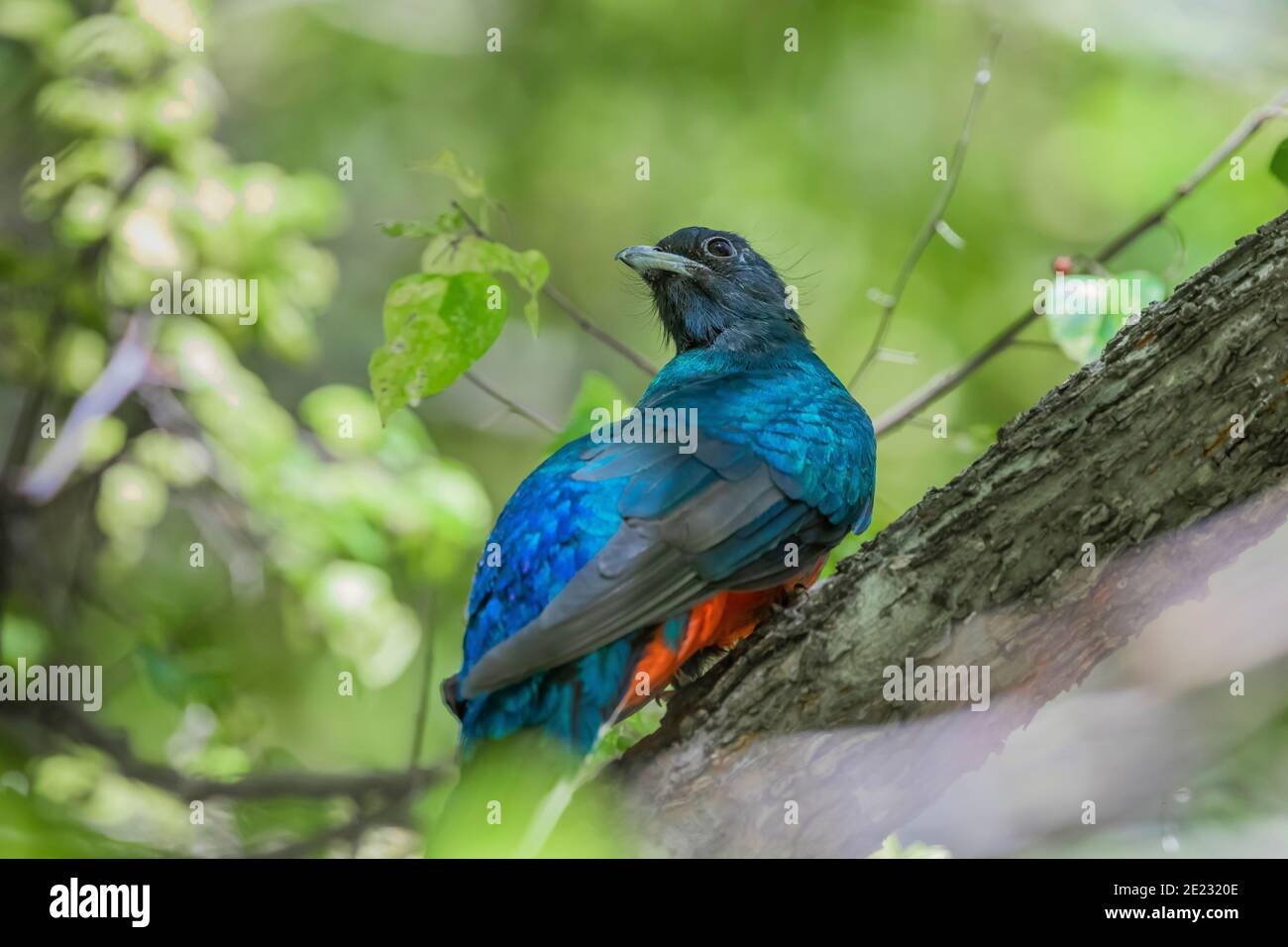 Eared Quetzal, Euptilotis neoxenus, a Mexican vagrant bird, in Cave ...