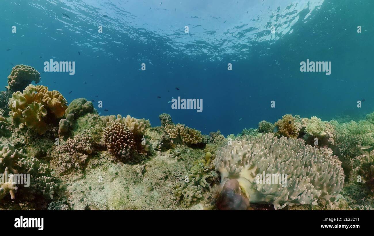 Reef Coral Scene. Tropical underwater sea fish. Hard and soft corals ...