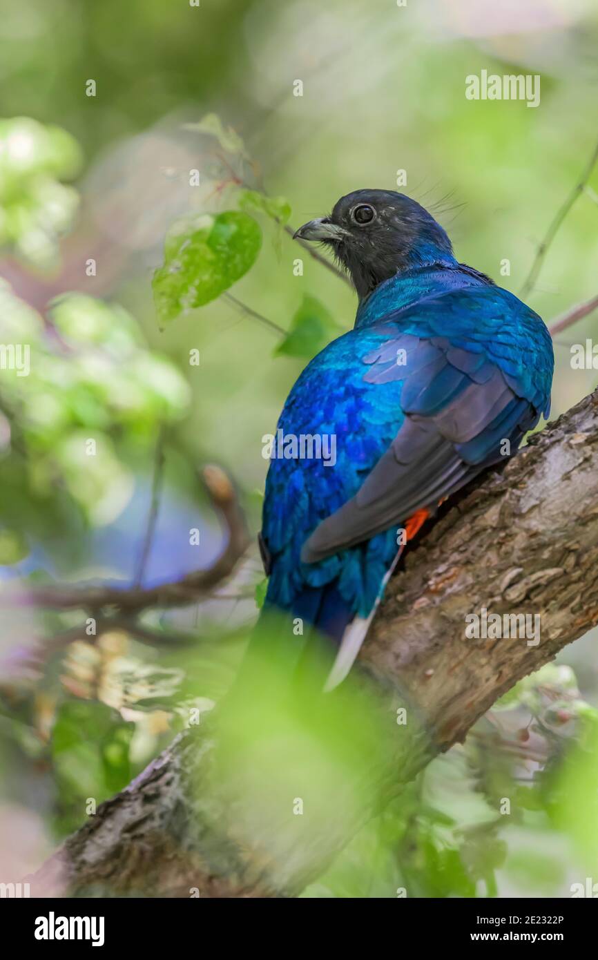 Eared Quetzal, Euptilotis neoxenus, a Mexican vagrant bird, in Cave ...