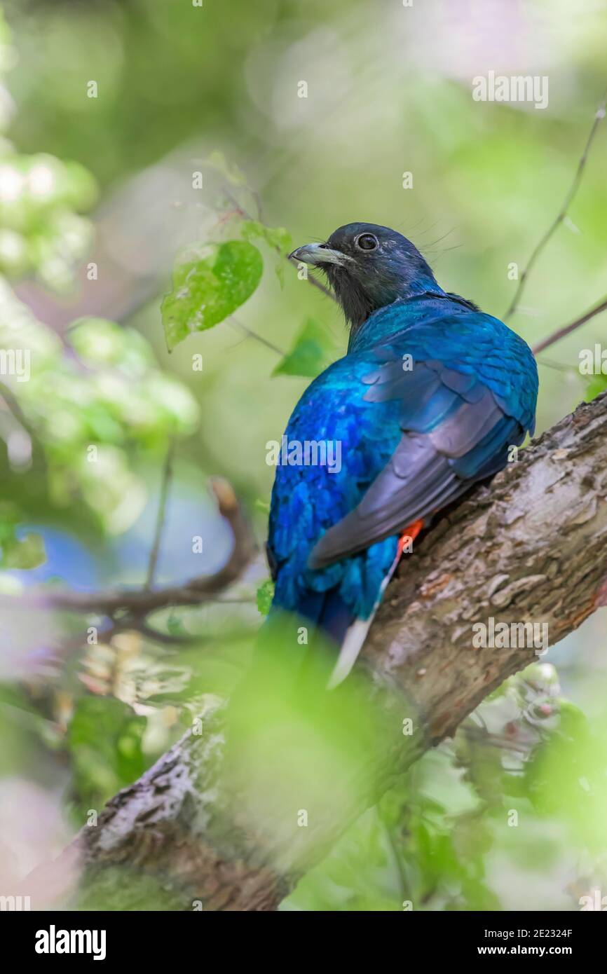 Eared quetzal hi-res stock photography and images - Alamy