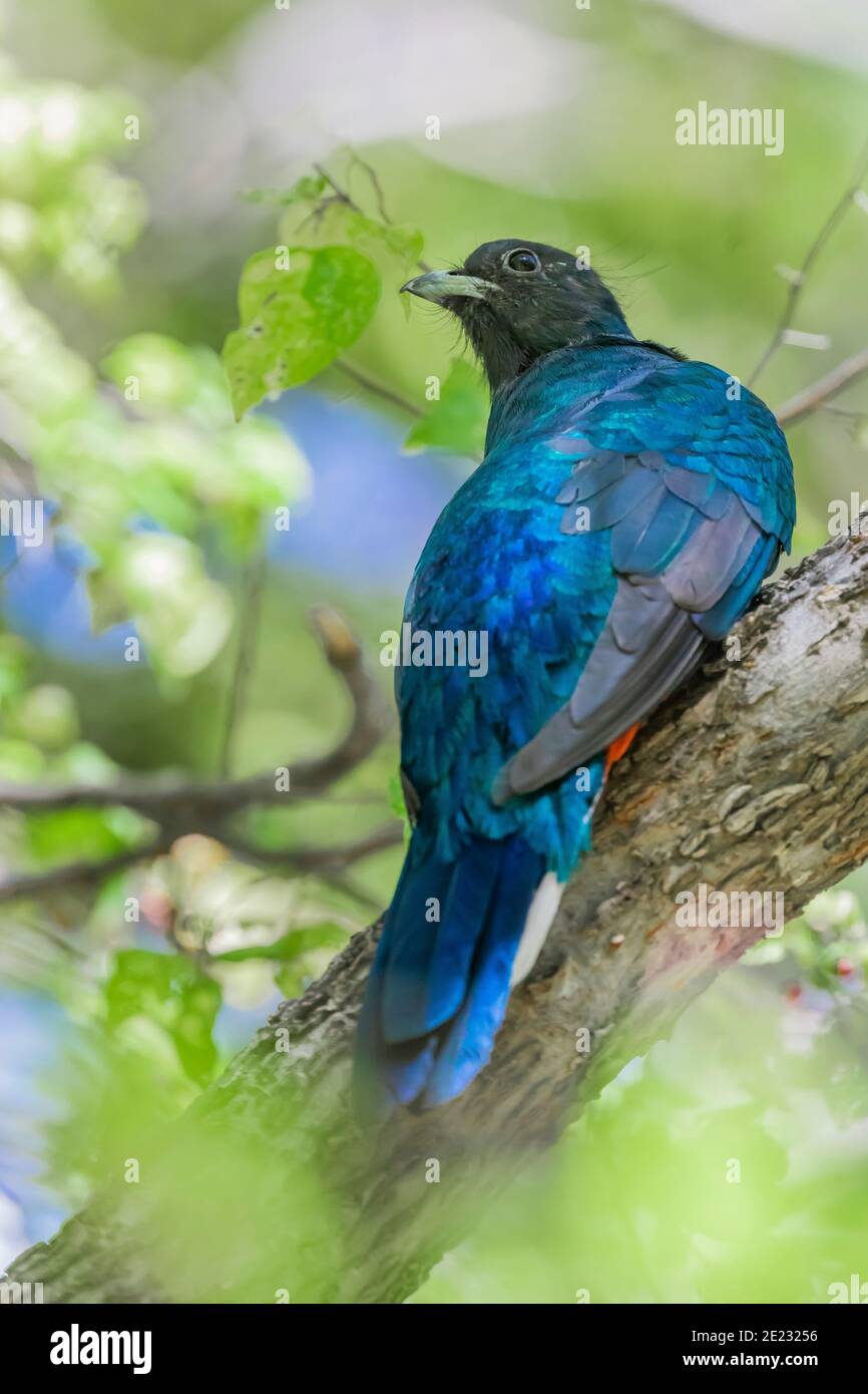 Eared Quetzal, Euptilotis neoxenus, a Mexican vagrant bird, in Cave ...
