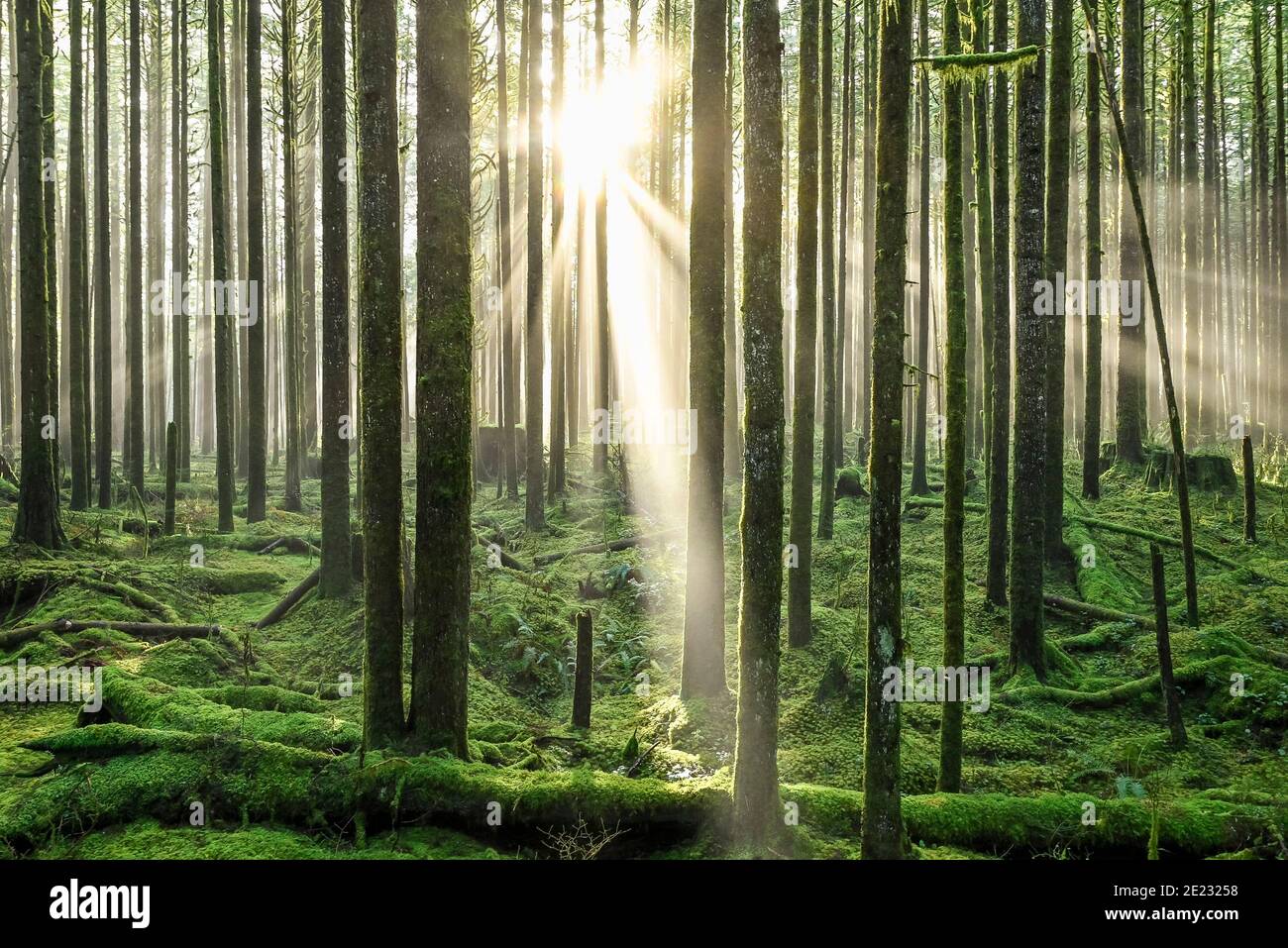 Sunbeams, forest, Golden Ears Provincial Park, Maple Ridge, British ...