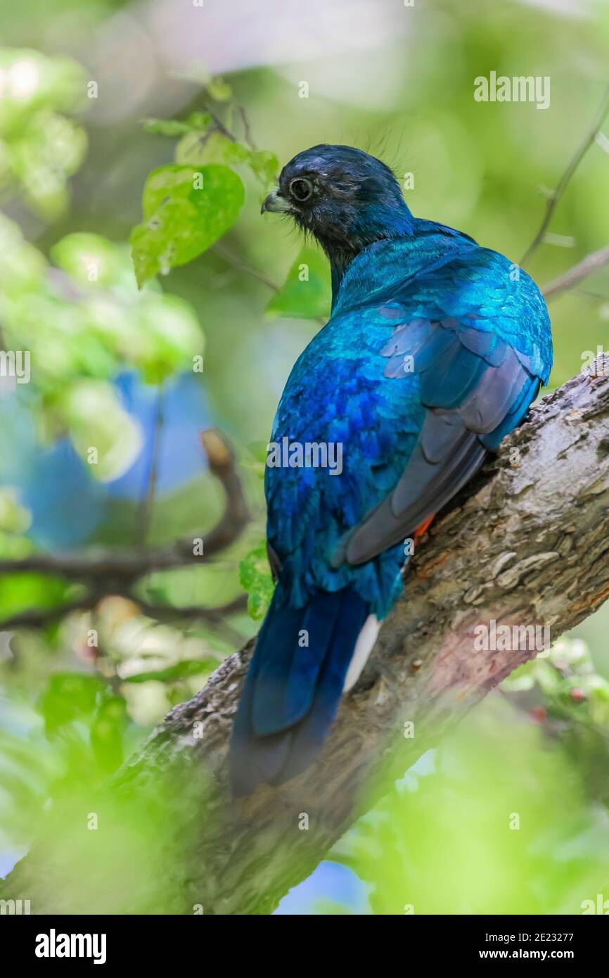 Eared quetzal hi-res stock photography and images - Alamy