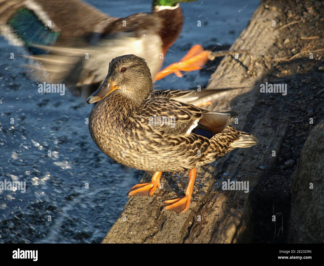 Female Mallard Duck Anas Platyrhynchos Standing On A Log Above The