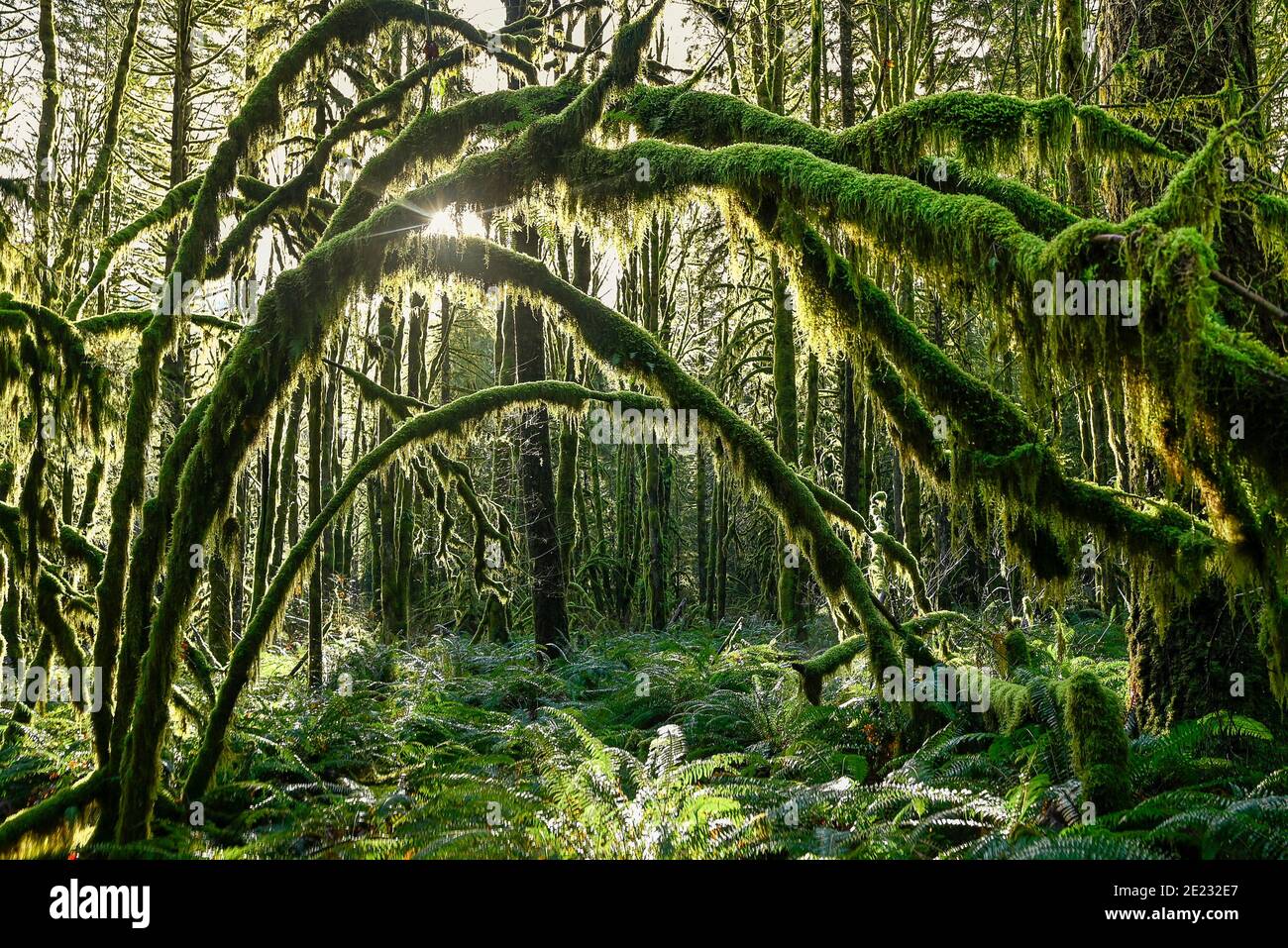 Circinatum hi-res stock photography and images - Alamy