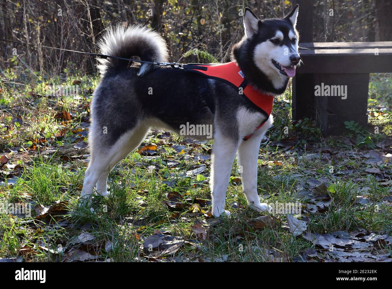 Eye-level shot f a cute watchful Siberian Husky in a harness Stock ...