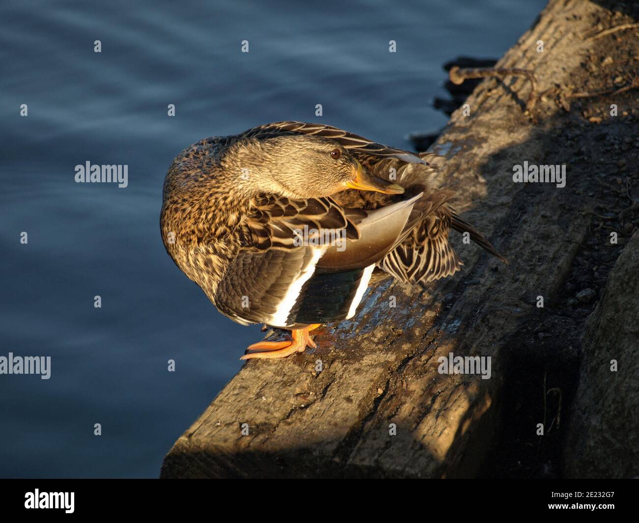 Preening female mallard duck (Anas platyrhynchos) on a log Stock Photo ...