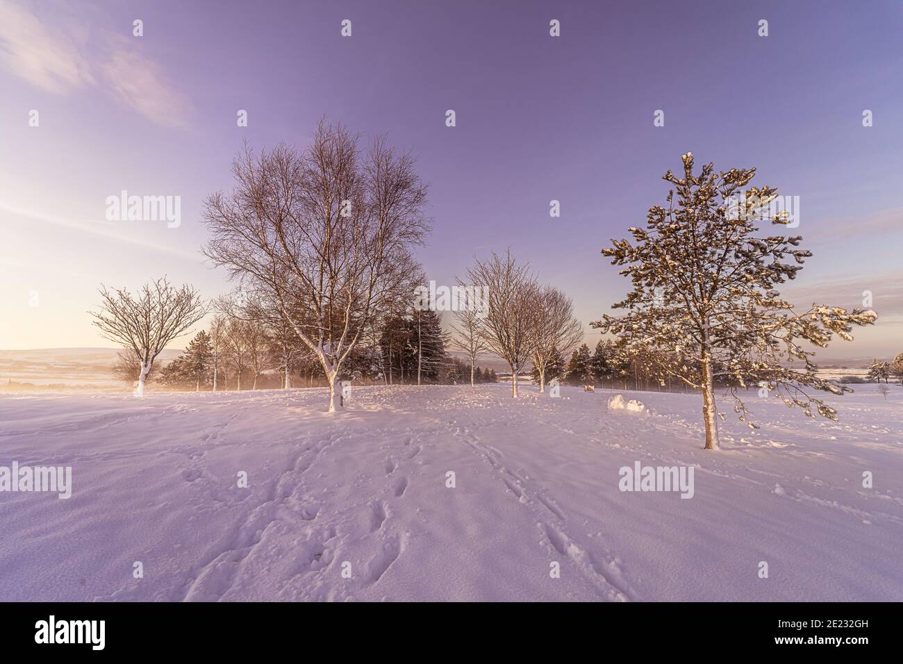 Bleak landscape with tree hi-res stock photography and images - Alamy