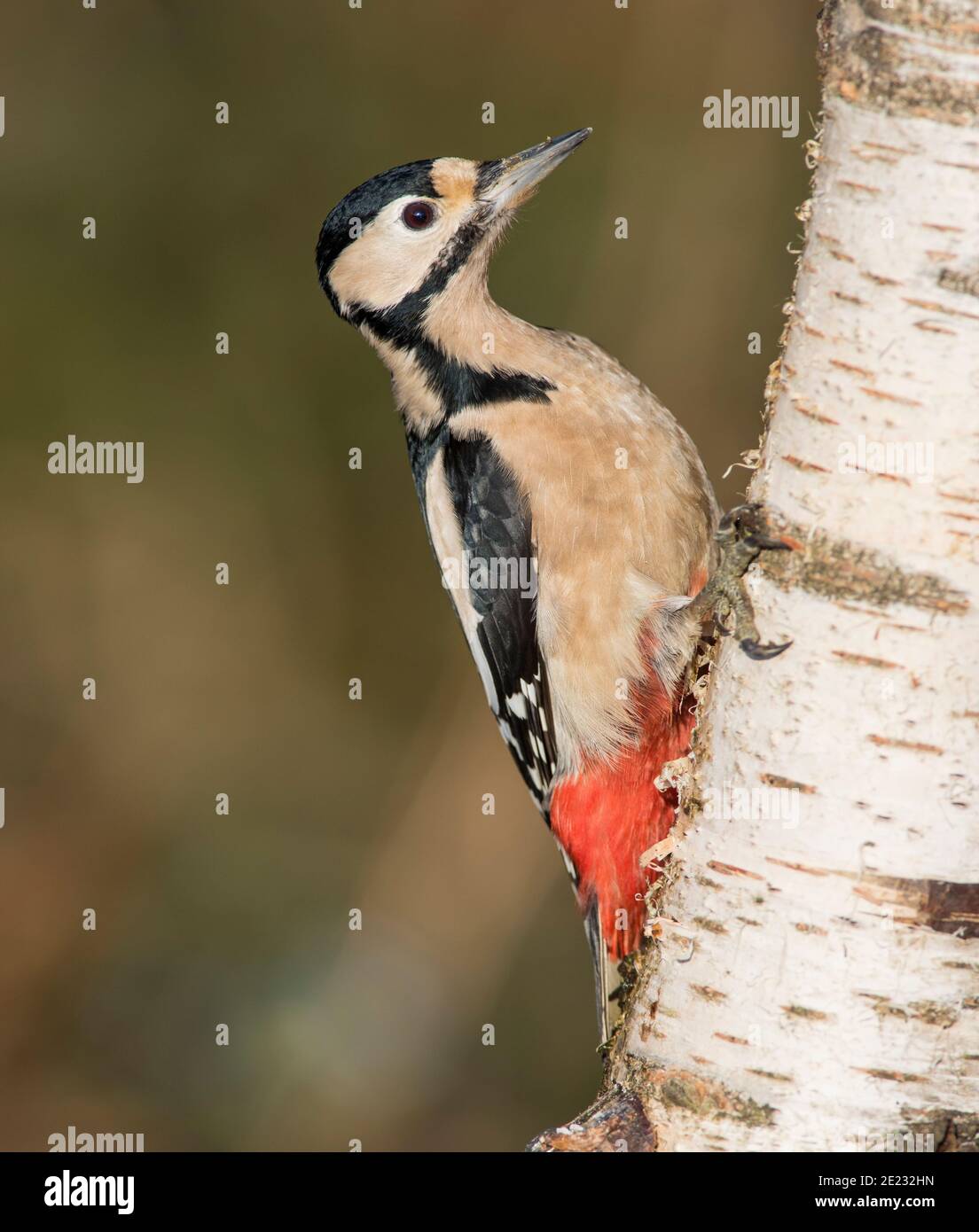 Female great spotted woodpecker hi-res stock photography and images - Alamy