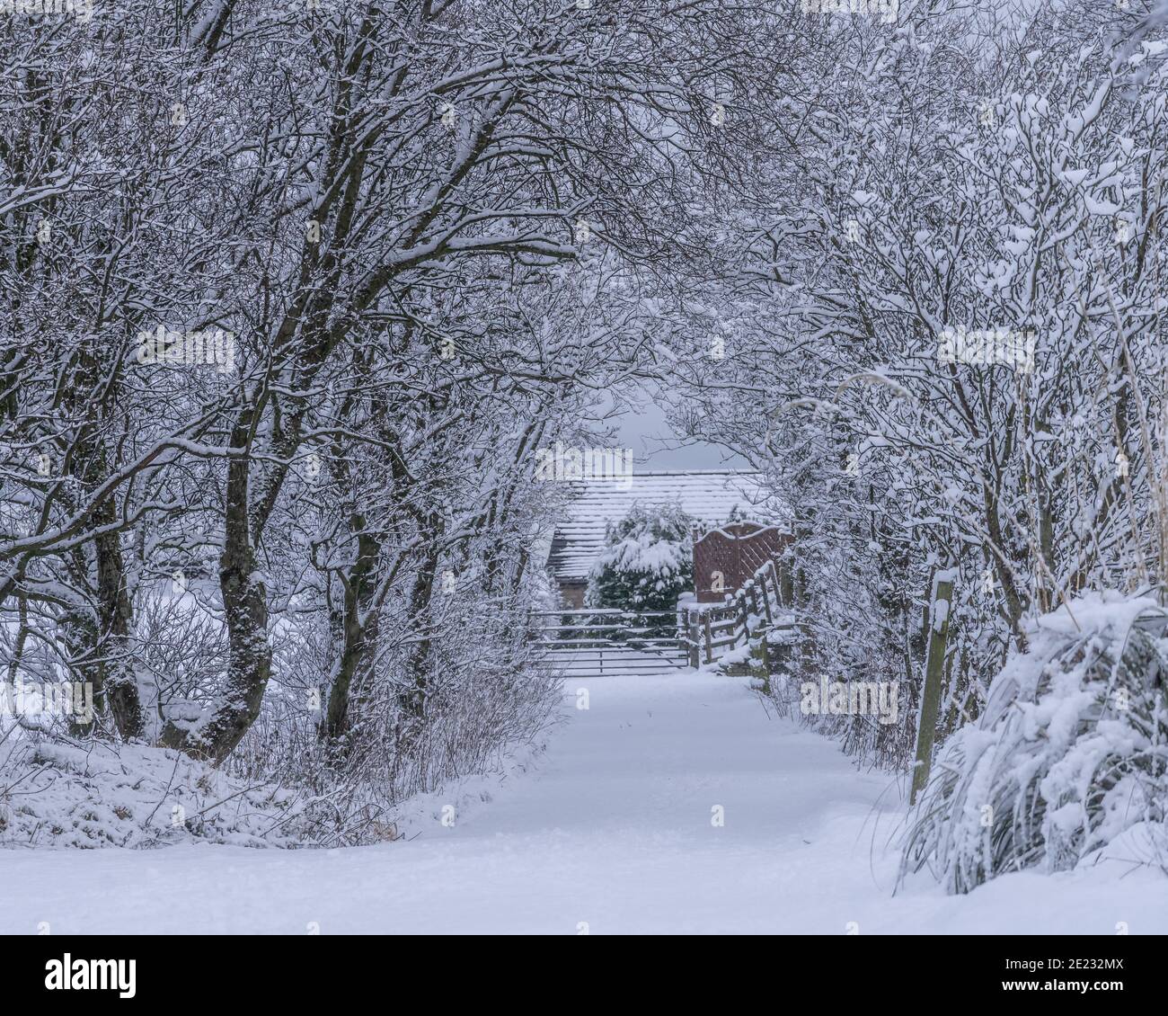Snowy covered Englih countryside lane. The tree line countryside road ...