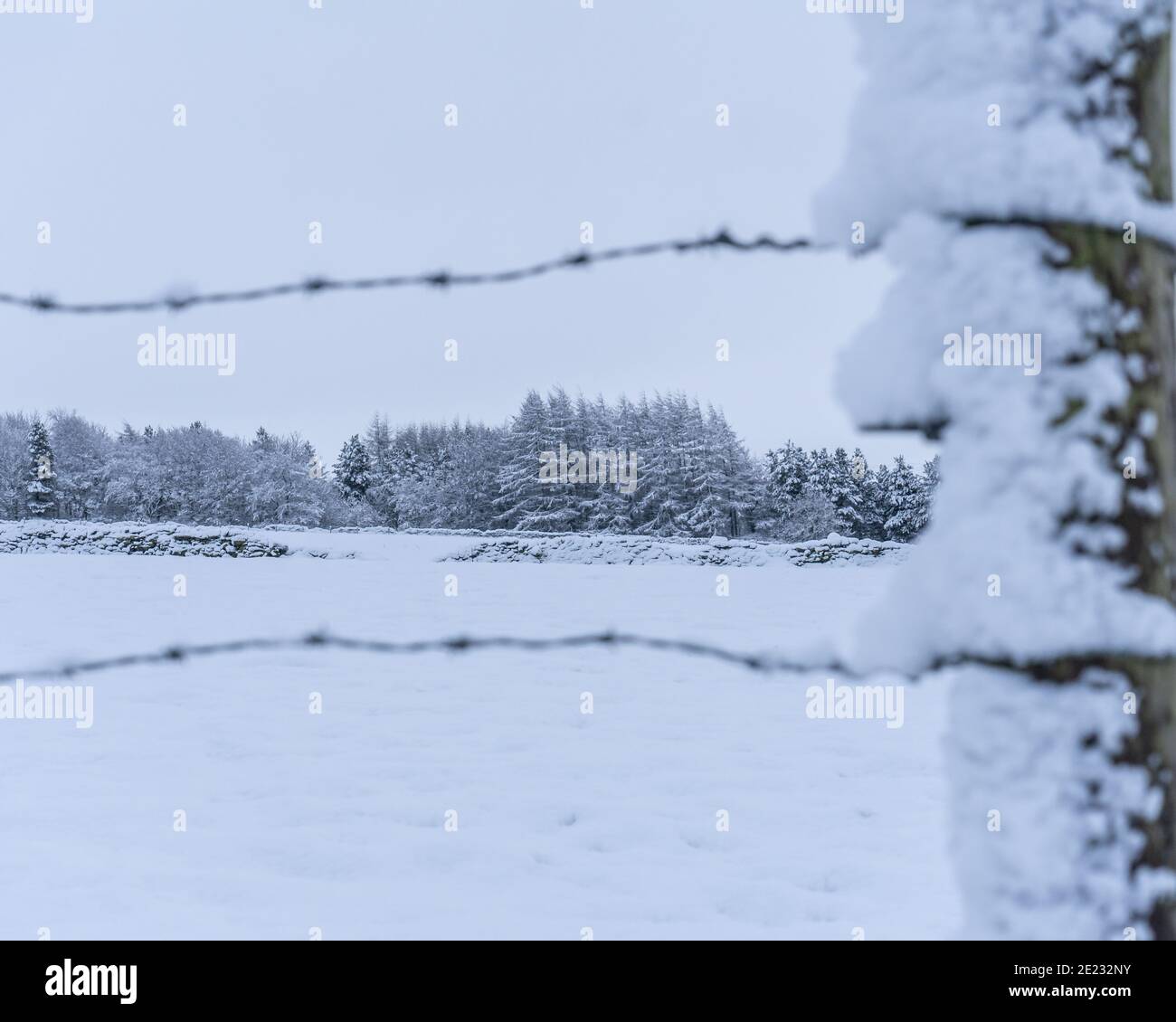 Snowy gate post with snowy forest in the background. Photo taken in a ...