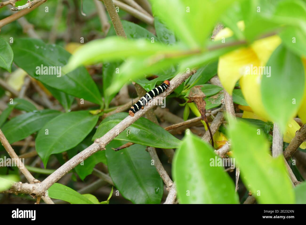 Tetrio Sphinx Caterpillar (pseudo sphinx tetrio Stock Photo - Alamy
