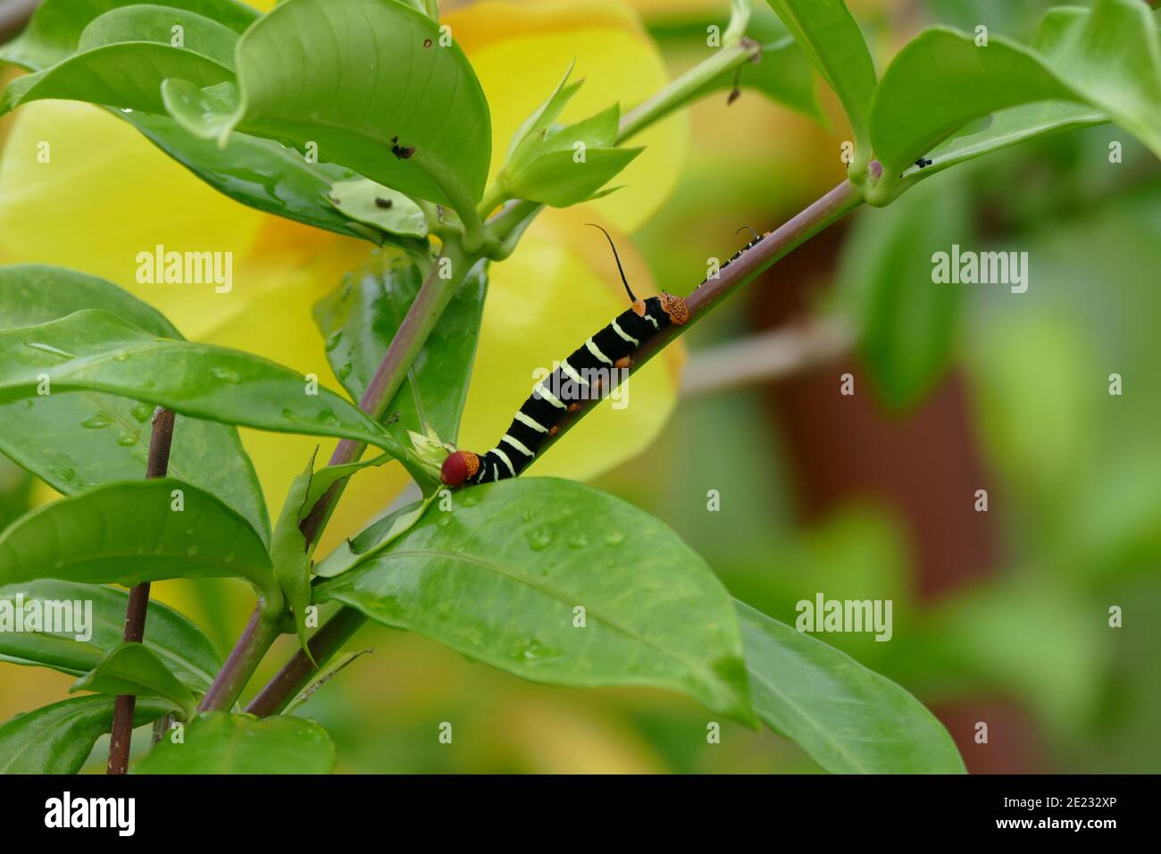 Tetrio Sphinx Caterpillar (pseudo sphinx tetrio Stock Photo - Alamy