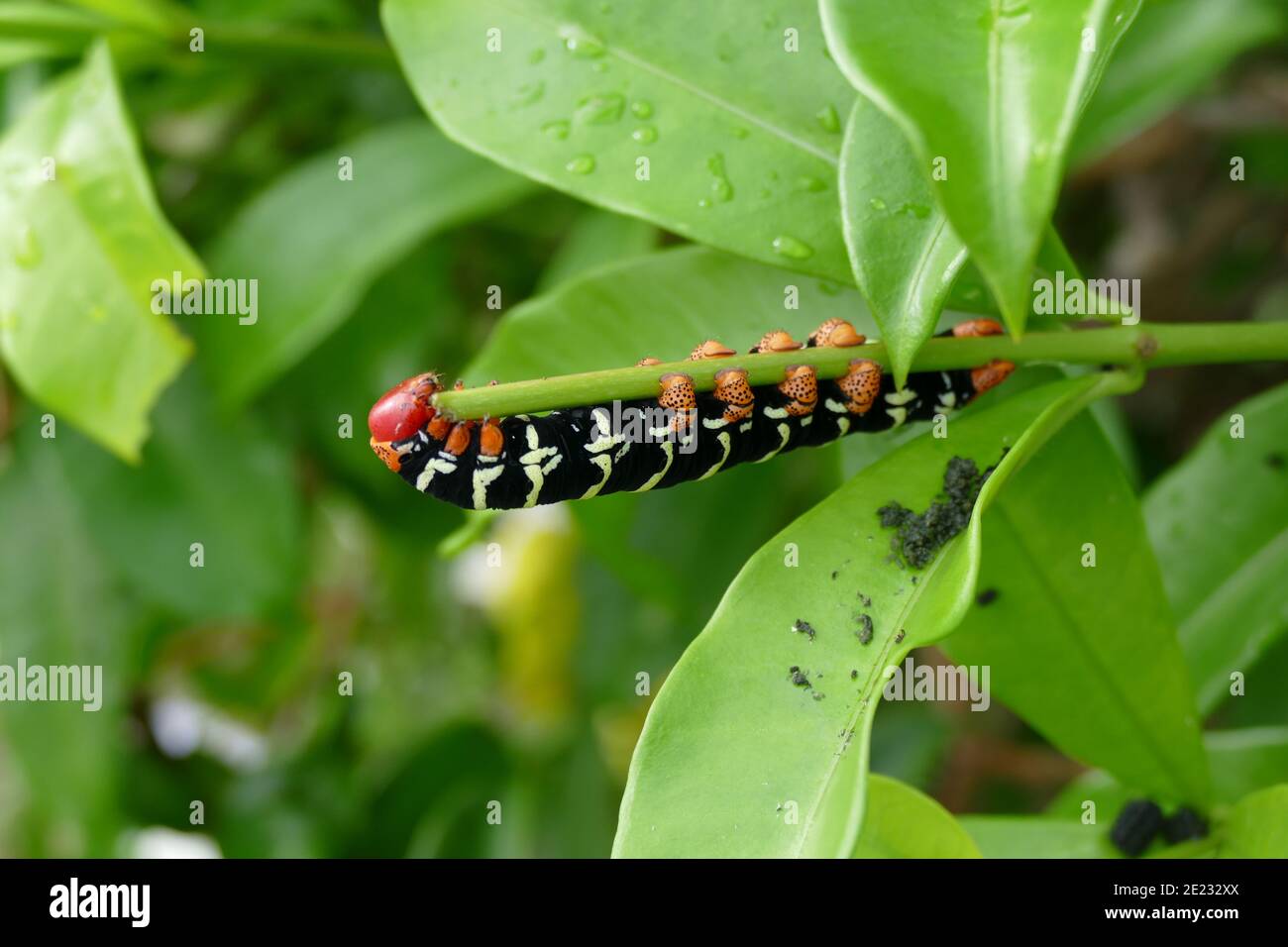Tetrio Sphinx Caterpillar (pseudo sphinx tetrio Stock Photo - Alamy