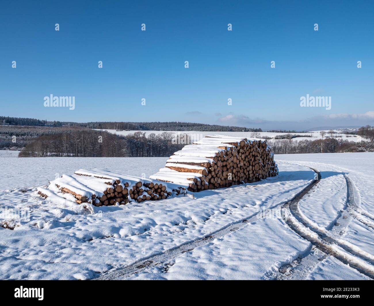 Forest work in winter tree trunks Stock Photo - Alamy