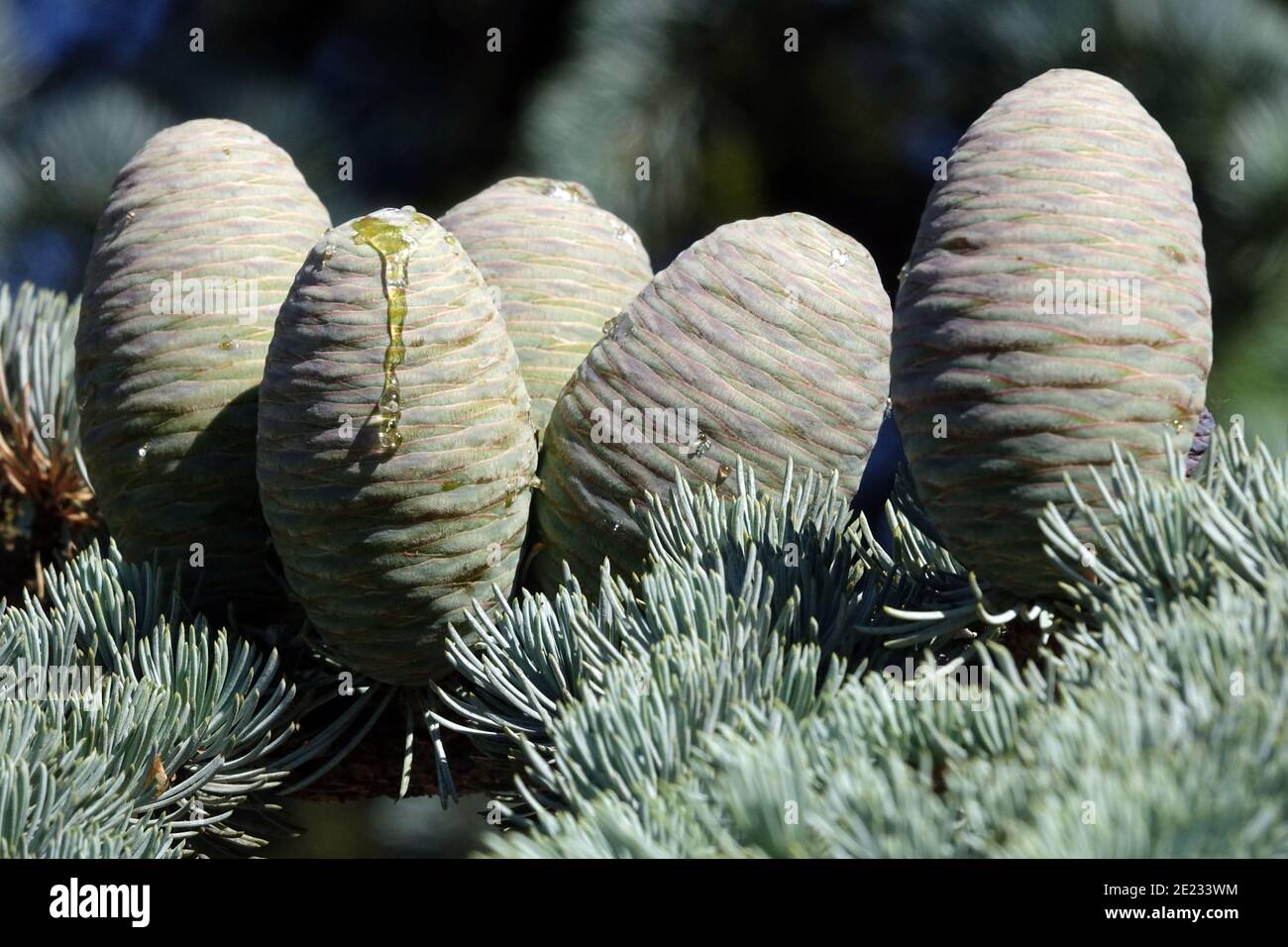 Cedrus atlantica glauca hi-res stock photography and images - Alamy