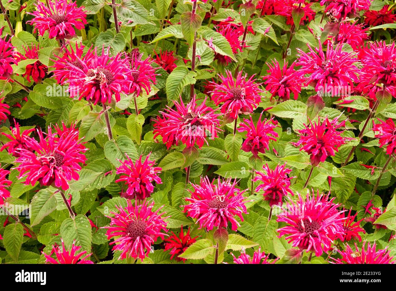 Monarda garden view scarlet bergamot hi-res stock photography and ...