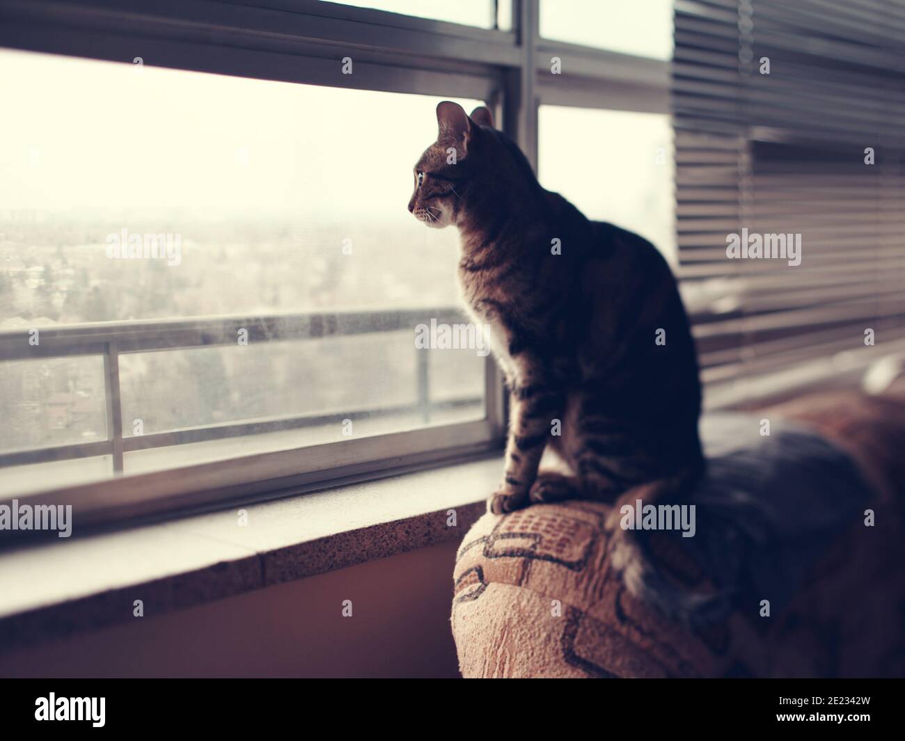 Loyal cat waiting owner beautiful hi-res stock photography and images ...