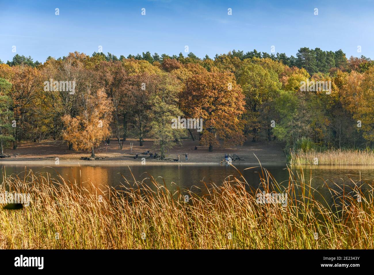 Grunewaldsee, Grunewald, Berlin, Deutschland Stock Photo - Alamy