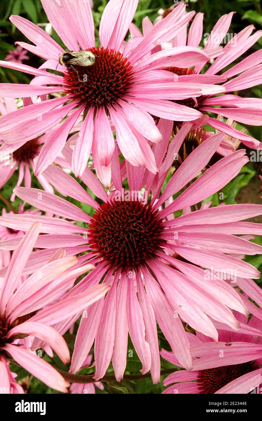Bumble bee on Pink Echinacea purpurea "Baby Swan Pink" coneflower Stock ...
