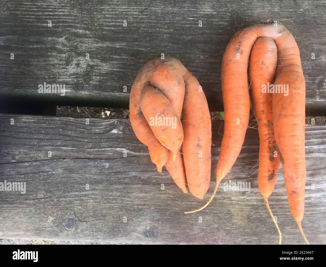 Deformed carrot hi-res stock photography and images - Alamy